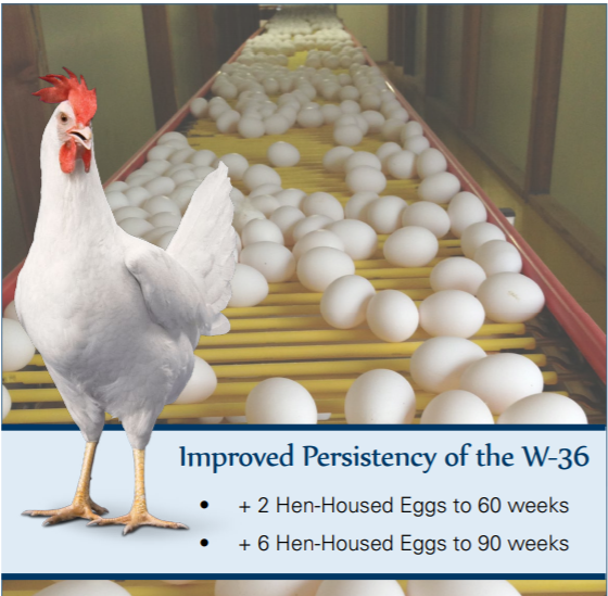 Increased egg numbers in next generation W-36 | The Poultry Site